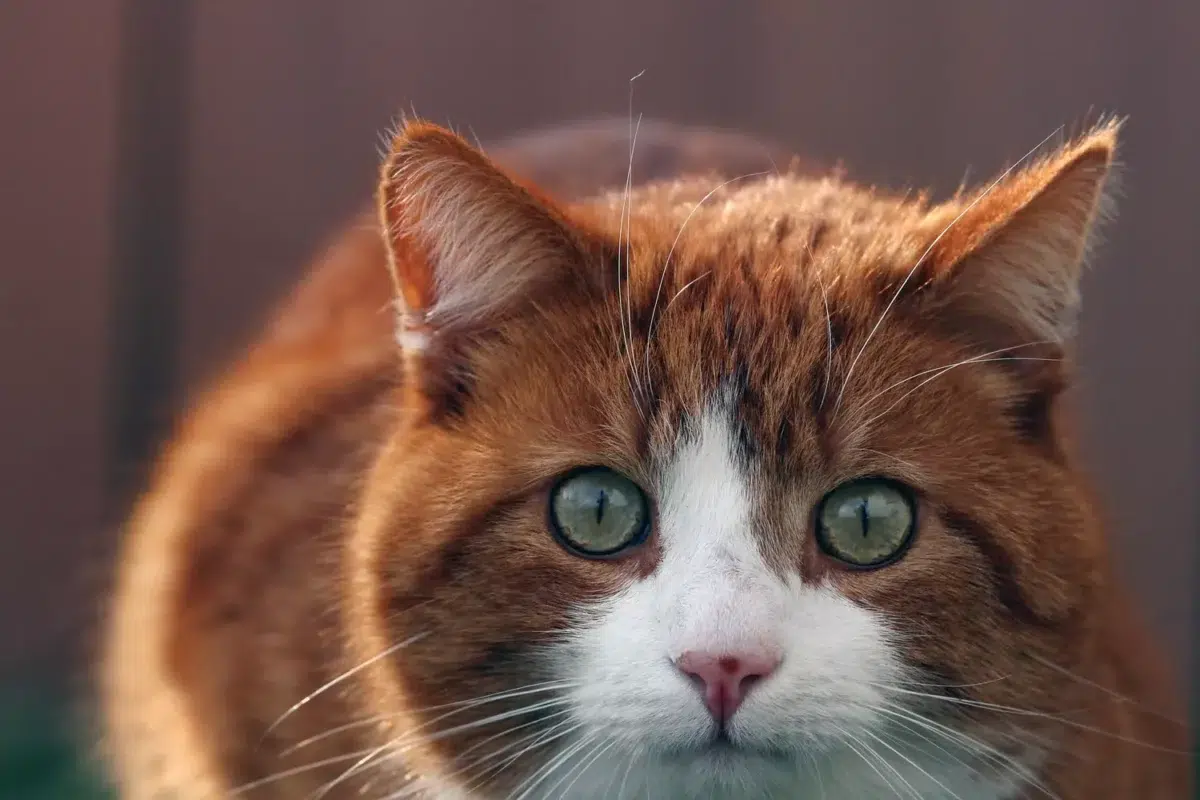 This is THE reason why cats get lost quickly, even if they're used to ...
