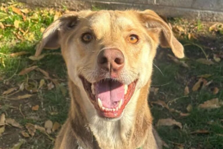 A shelter takes in a dog abandoned in a parking lot, and the note ...