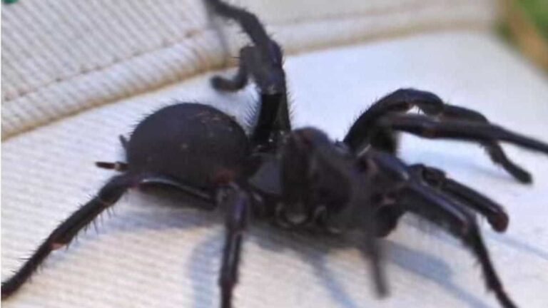 Dubbed "Big Boy", a new "unusually large" spider discovered in Australia