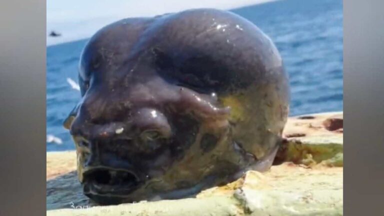 While fishing, he catches a fish that looks like a monster straight out ...