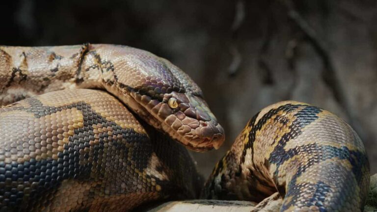 A woman is eaten alive by a 23-foot python, her head found inside the ...