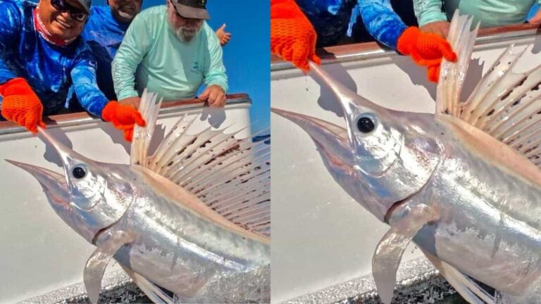 A rare silver fish caught by fishermen off the coast of Guatemala.