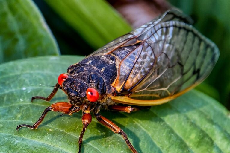 After 17 years underground, they are here: millions of red-eyed cicadas are set to invade the ...