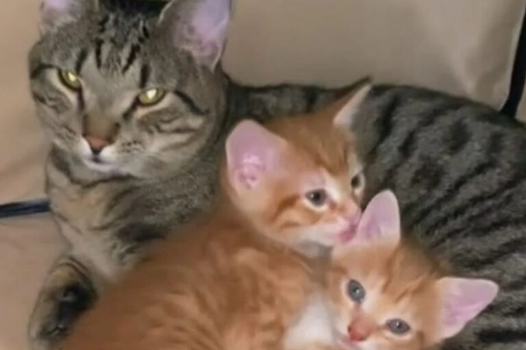 Dubbed "Big Boy", a new "unusually large" spider discovered in Australia