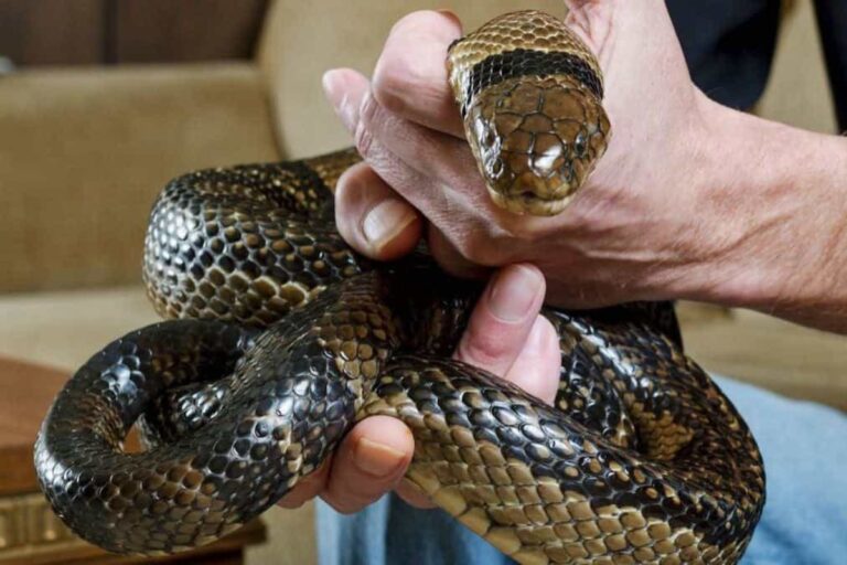 An American behind an "unprecedented" antivenom after allowing himself ...