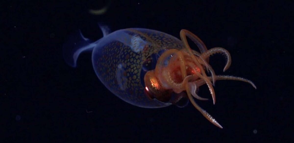 Scientists reveal the first images of the most elusive animal in the ocean!